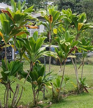 ティーリーフ - Nature Care Hawaii