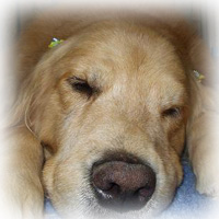 ワンだ～ランド