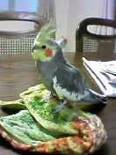 COSILOG（こじろぐ）