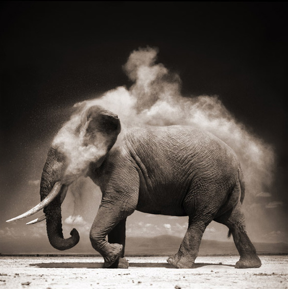 HORROR : SOUND EFFECT : ELEPHANT BLOG