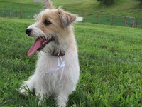 お散歩バッグ② : happy-go-Lucy