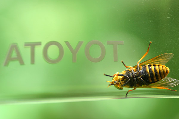 アカウシアブ Tabanus chrysurus Loew : kanちがい！ by