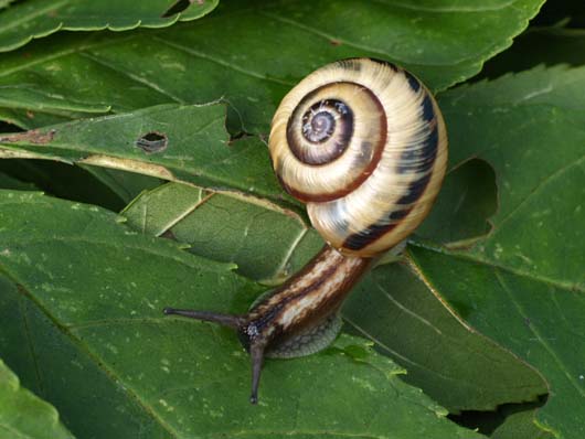 ミチノク サッポロ : 北のフィールドノート