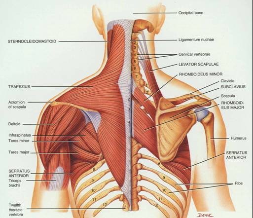 Muscles That Move The Pectoral Girdle 2 To That Light