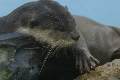 ビロードカワウソ : 水族館ふりーく