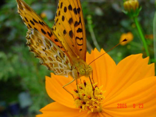 バッタの顔ってなんてのんきで平和なのかな : 昆虫ブログ むし探検広場