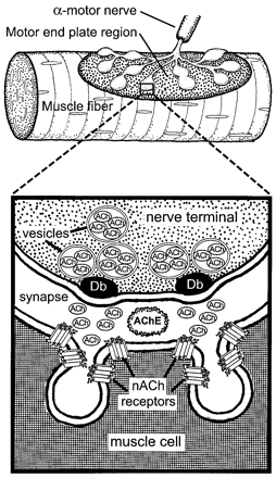 contraction knots : 心療整形外科
