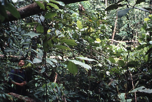 Andulau Forest Reserve｜アンドゥラウ保全林 : 旅年譜 Junya Nakai's travel history