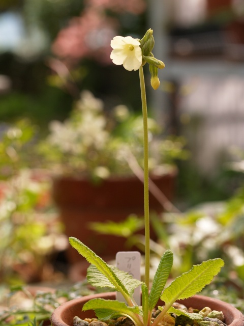 Primula alpicola : Alpineflower
