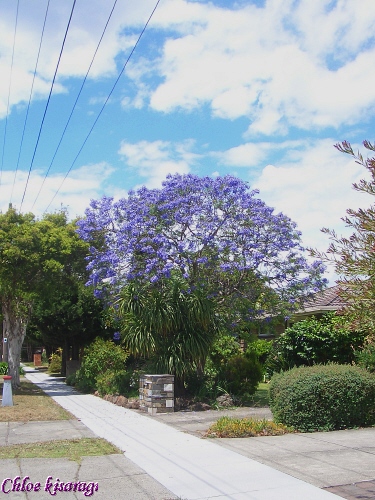 (花) ジャカランダ / Blue Jacaranda : メルボルン便り