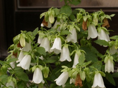 Symphyandra pendula←訂正hoffmannii : Alpineflower