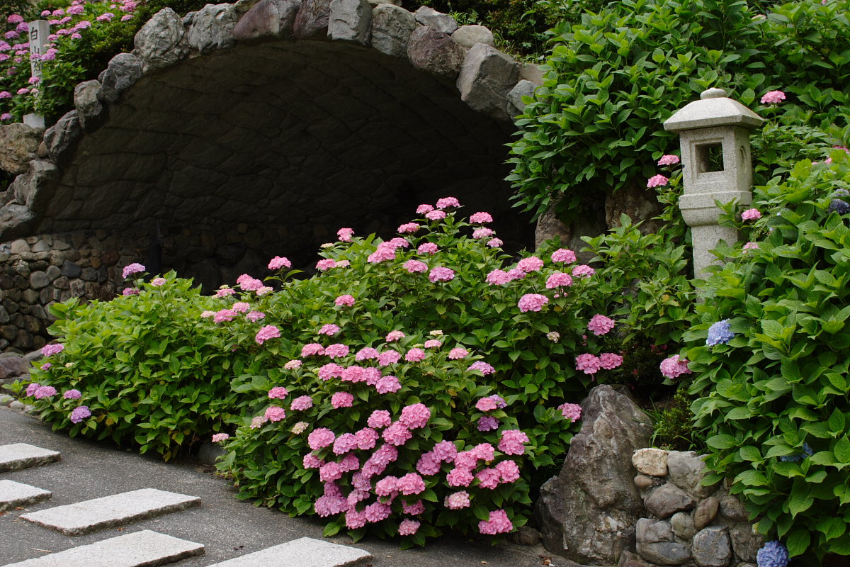 京都 西山/善峯寺 紫陽花 2 : 写真部