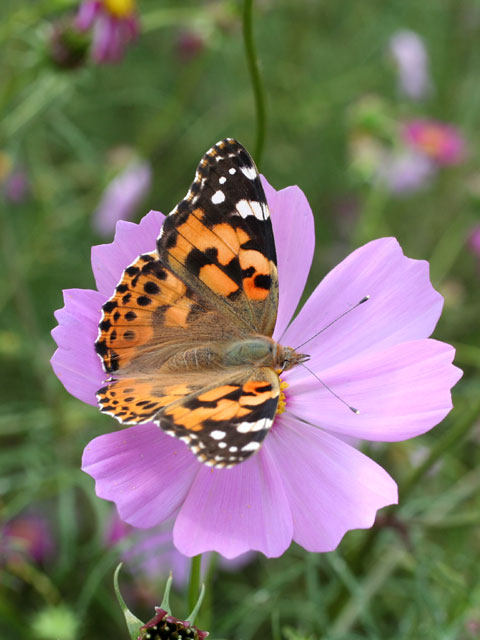 Flashback 2005 ご近所の妖精 ヒメアカタテハ(10/12) : 昆虫ブログ むし探検広場