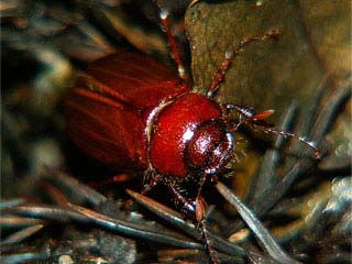 ぱっと見はカツオブシムシっぽいような気がするのですが．．． : 昆虫ブログ むし探検広場