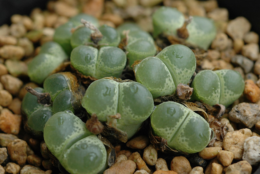 Conophytum limpidum : conocono's コノフィツム モノグラフ