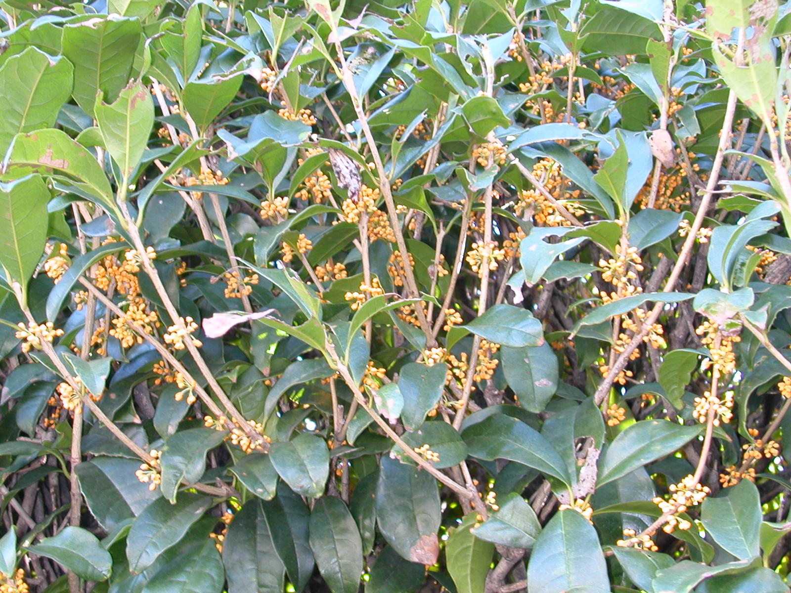 よく見えた初冠雪 : 自然とともに生きる