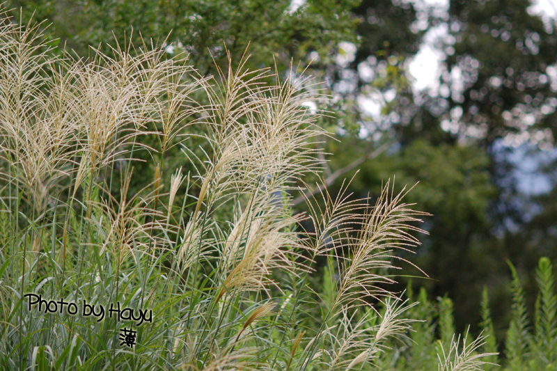【ススキ】 : にゃんぱち 地球生態園