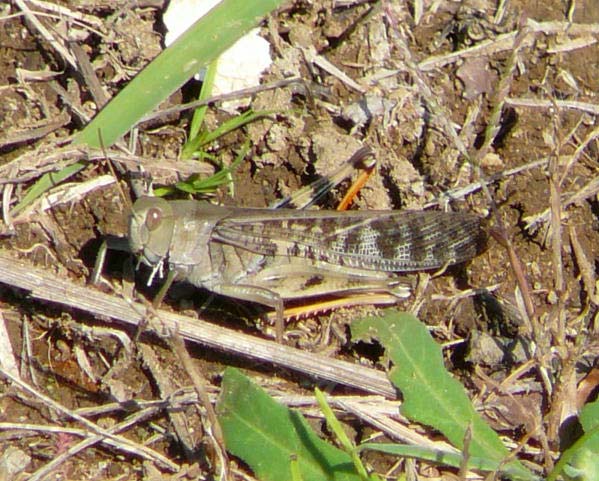 勤務先付近の日当たりのよい草地で見つけました : 昆虫ブログ むし探検広場