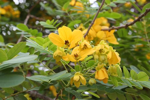 ジャケツイバラ科（Caesalpiniaceae） : えるだまの植物図鑑