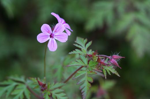 フウロソウ科（Geraniaceae） : えるだまの植物図鑑