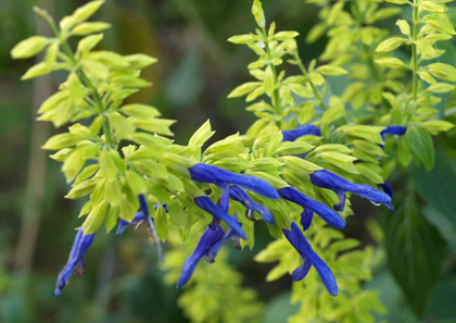 サルビア（4） : 花ごよみ～山野草に魅せられて～