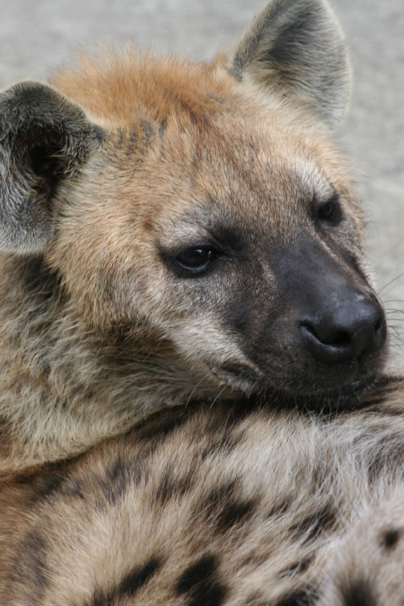 ブチハイエナ : 動物の顔・顔・顔・・・ ブチハイエナ : 動物の顔・顔・顔・・・