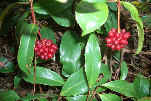 赤い実 : ゆりかごのつぶやき