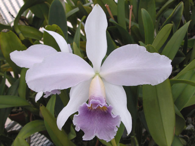 Lc.Canhamiana 'Blue' x Lc.Cornelia 'Blue Star' : カトレア栽培日記