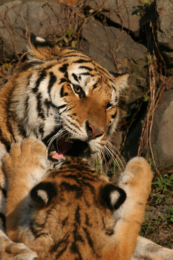 アムールトラ : 動物の顔・顔・顔・・・