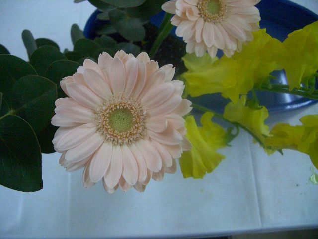 浪花娘のつれづれ日記