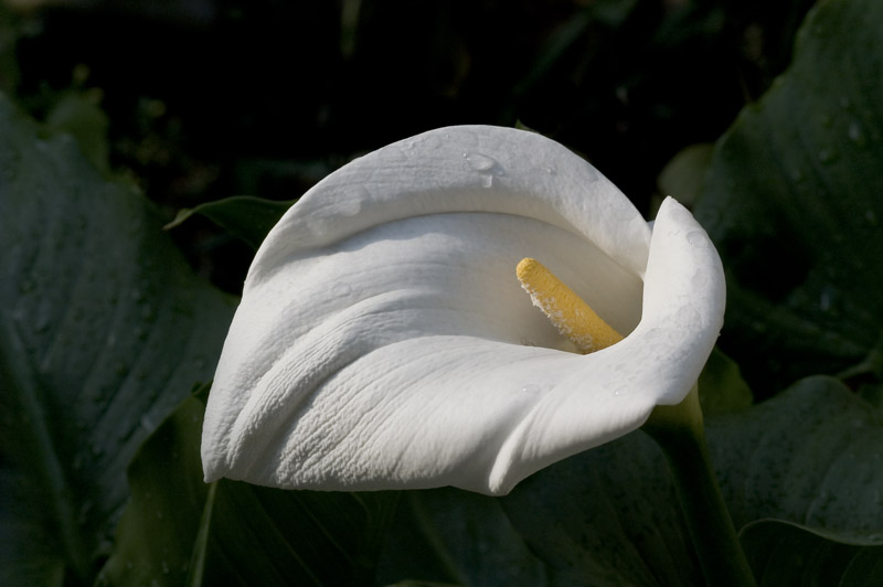 1000+ images about White Flowers on Pinterest | White flower wallpaper ...