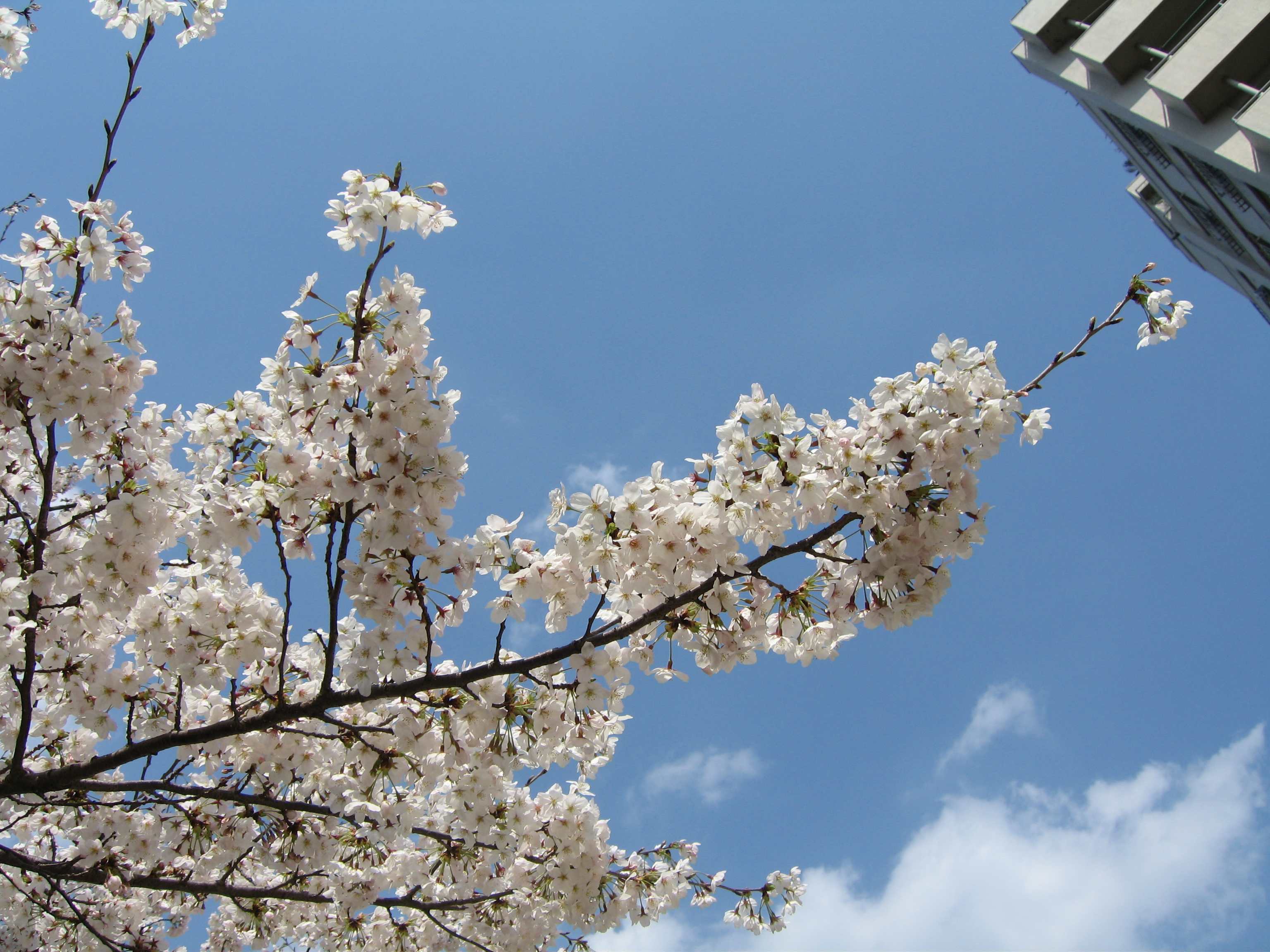 Sakura、桜、さくら : Le navigateurー今津雅晴公式ブログ