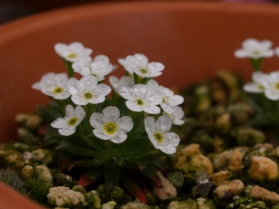 Androsace mathildae : Alpineflower