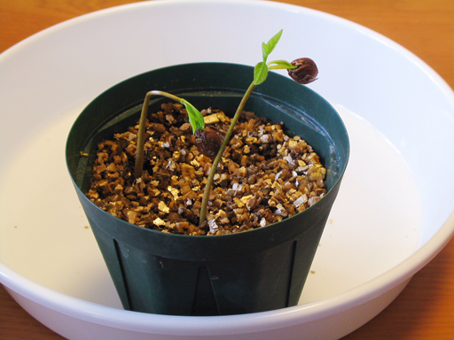 チェリモヤ？の発芽 : トロピカルフルーツ成長ノート