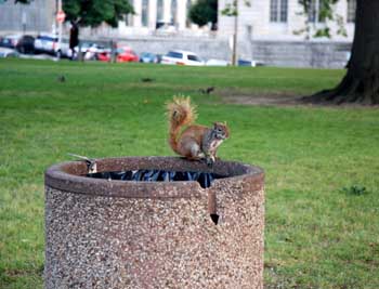 朝の散歩 : Kaz's Blog