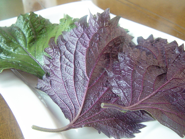 Shiso basil aka Chinese Basil aka Perilla frutescens | Cook Healthy ...