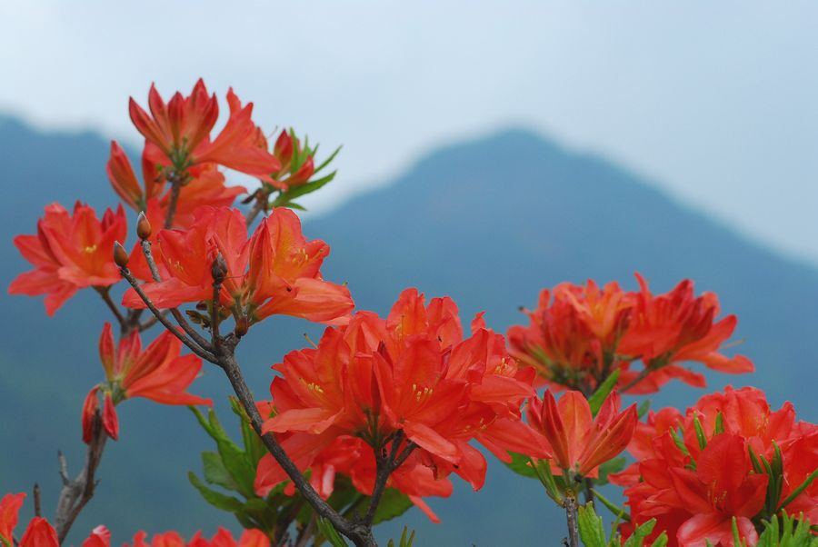 花だより：山が燃えている！ レンゲツツジ : 『私のデジタル写真眼』