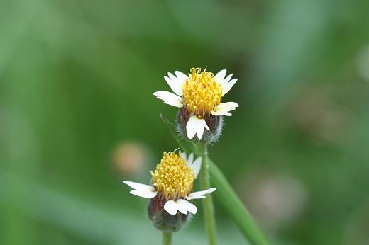 タイの植物（2）野草 : えるだまの植物図鑑
