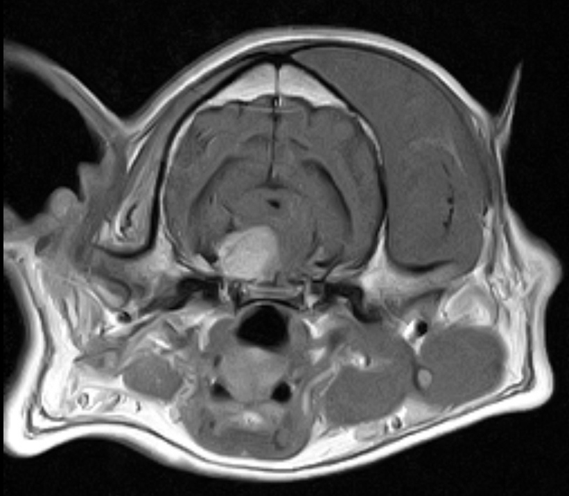 Malignant Peripheral Nerve Sheth Tumor：MPNST（悪性末梢神経鞘腫） : 獣医神経疾患画像集
