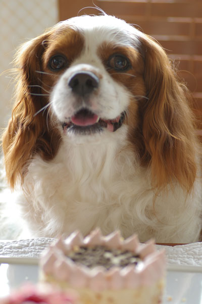 6歳になりました : Sweet Davy