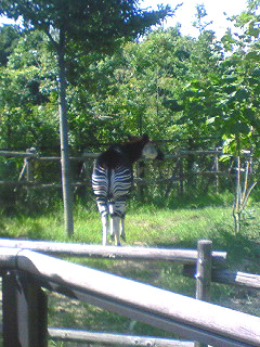 三大珍獣 : 木匠工務店ブログ【現場は毎日動いてる】
