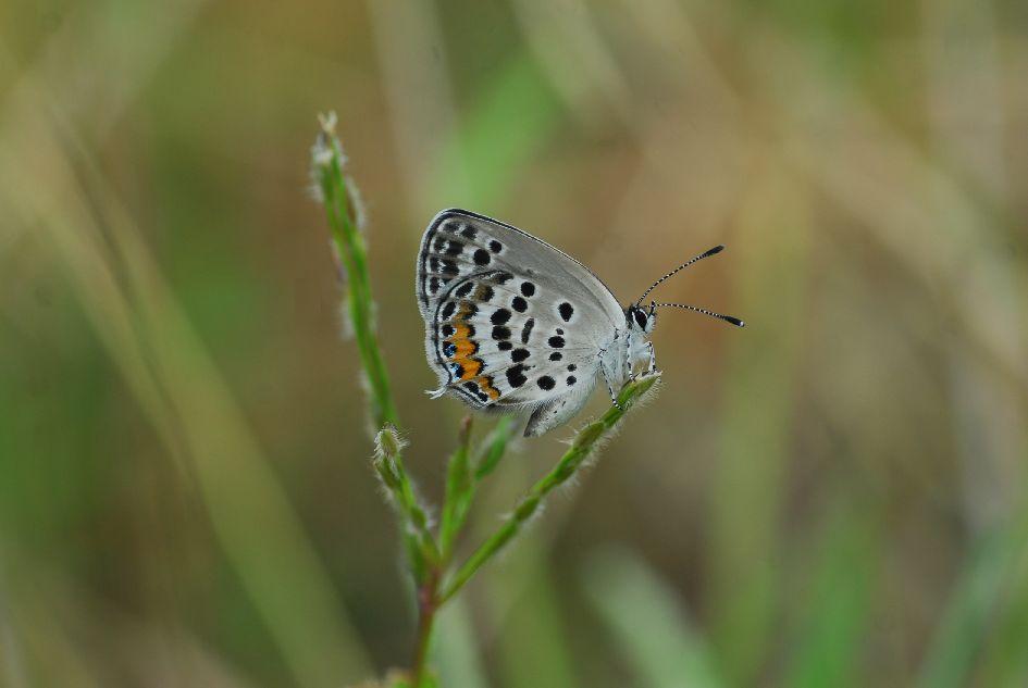 クロツバメシジミ＠長崎市 長崎県 : 虫とり日記3