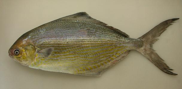 Stromateidae Perciformes