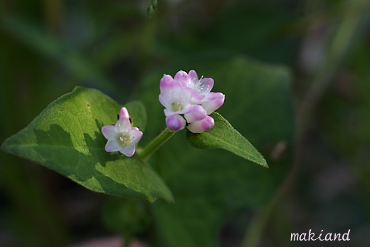 タデ科（Polygonaceae） : えるだまの植物図鑑
