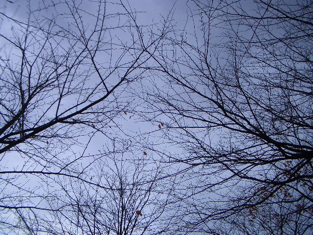 木 と 木 : わがまま風景