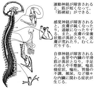 C（24） カイロプラクティックの背景 : トップハンド・トルク