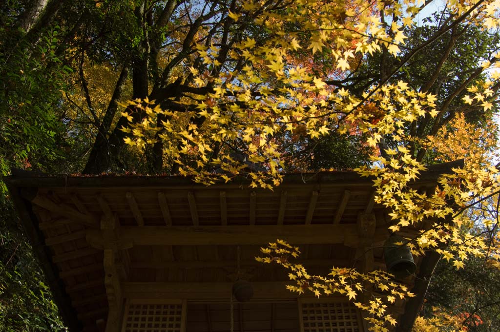 ★紅葉 堀庭園 3 : 空 sora そら