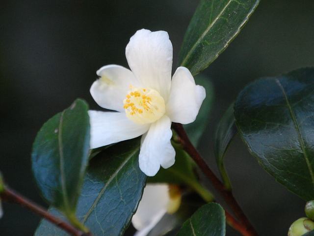 台湾山茶花（タイワンサザンカ） : 花の仲間調べ