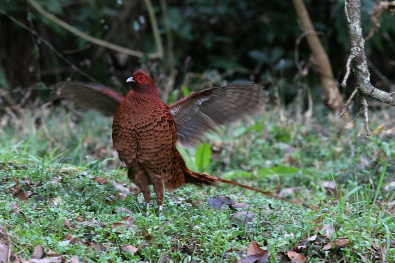 ヤマドリ : おとぼけ鳥撮り日記2