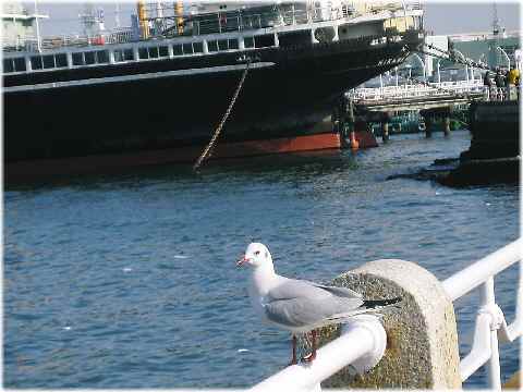 【山下公園ぶらぶら散歩（2月11日）】 : お散歩アルバム・・金木犀の花の散る頃